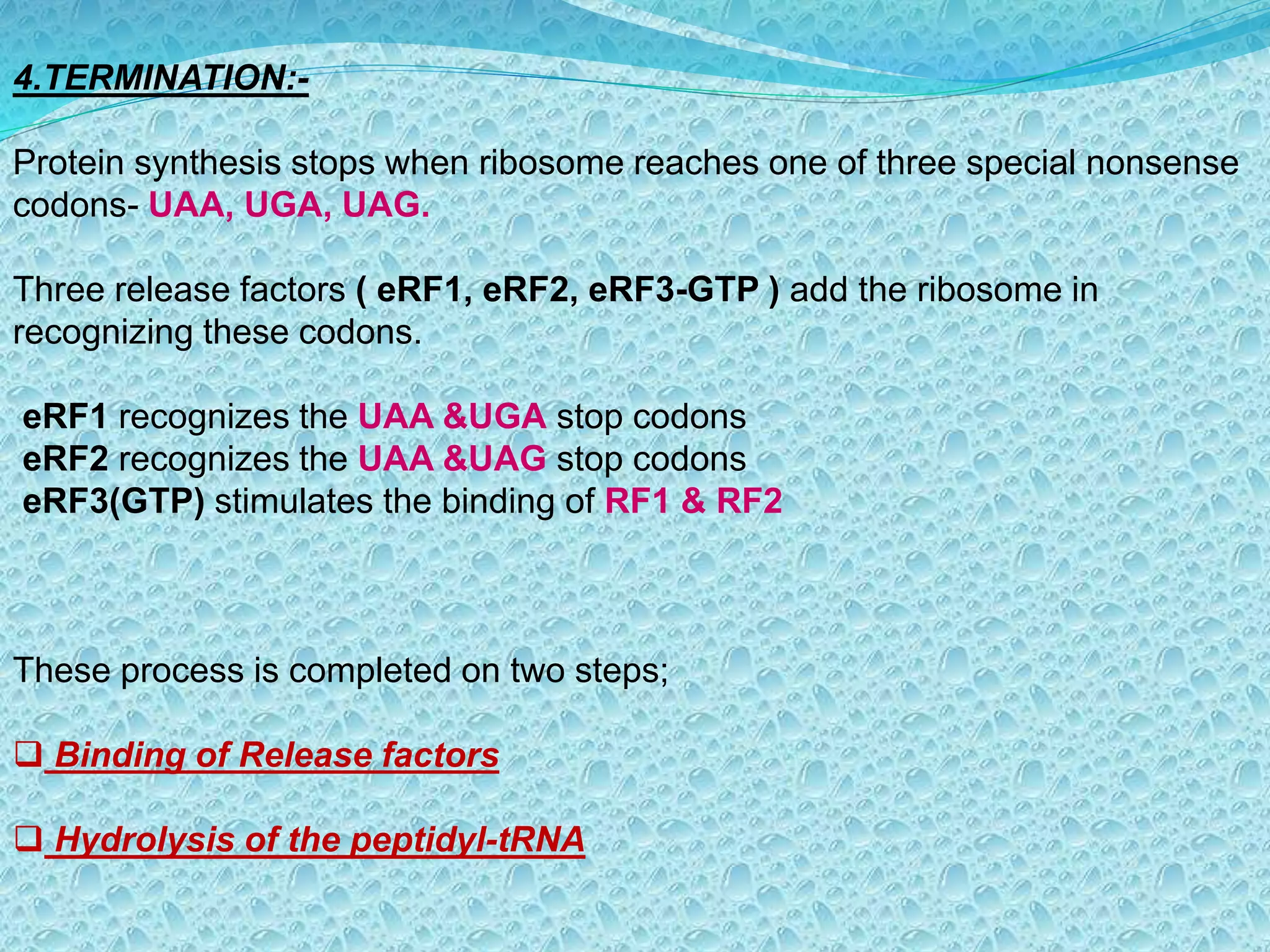 Biosynthesis of protein in eukariotes | PPT