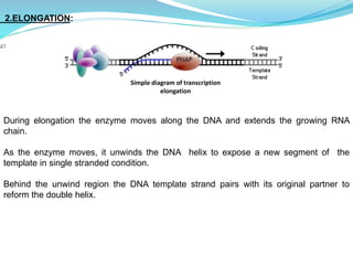 Biosynthesis of protein in eukariotes | PPT
