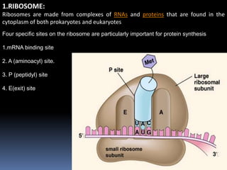 Biosynthesis of protein in eukariotes | PPT