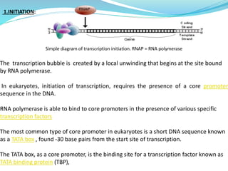 Transcription Initiation Simple
