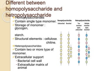 Homopolysaccaride by KK sahu sir | PPTX
