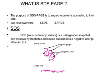 SDS PAGE by kk sahu sir | PPT