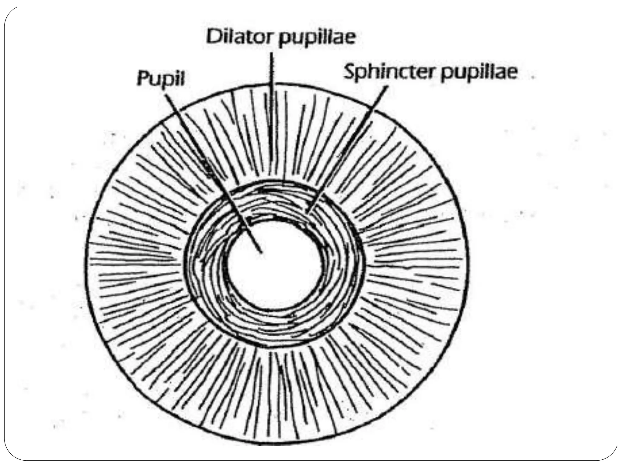 Anatomy of uvea tract(iris, ciliary body and choroid) | PPTX