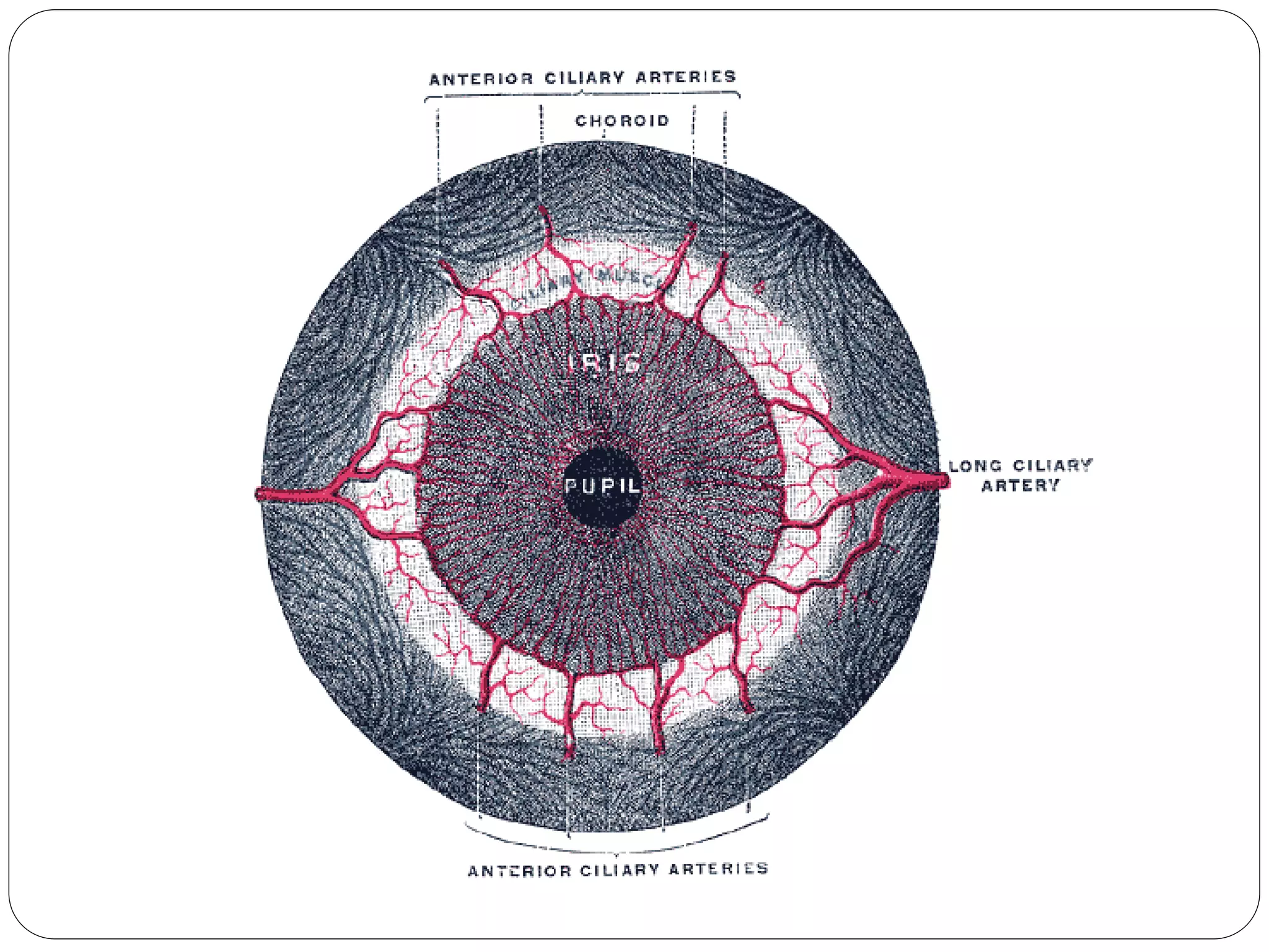 Anatomy of uvea tract(iris, ciliary body and choroid) | PPTX