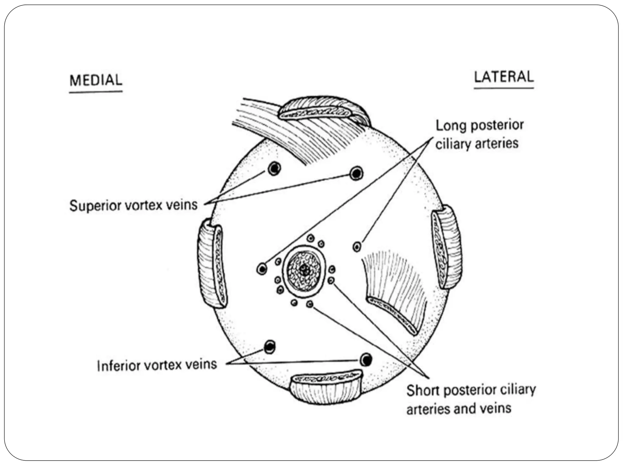 Anatomy of uvea tract(iris, ciliary body and choroid) | PPTX