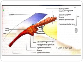 Anatomy of uvea tract(iris, ciliary body and choroid) | PPTX