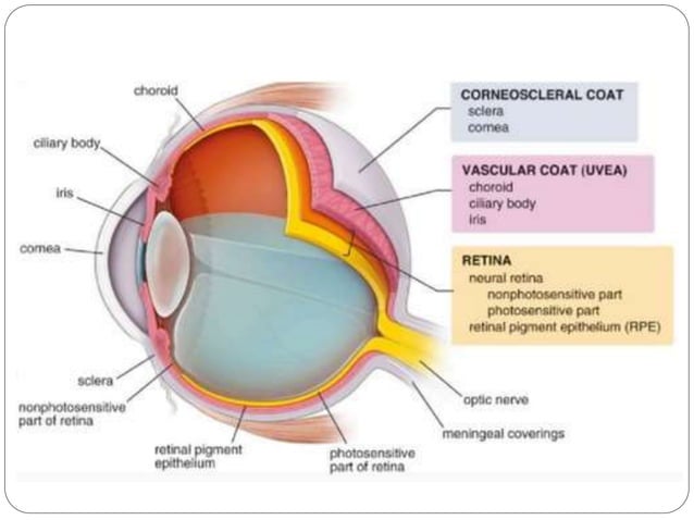 Anatomy of uvea tract(iris, ciliary body and choroid) | PPTX
