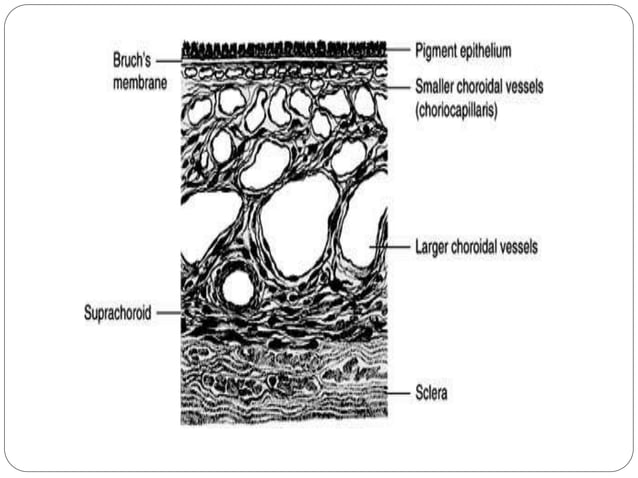 Anatomy of uvea tract(iris, ciliary body and choroid) | PPTX
