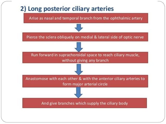 Anatomy of uvea tract(iris, ciliary body and choroid) | PPTX