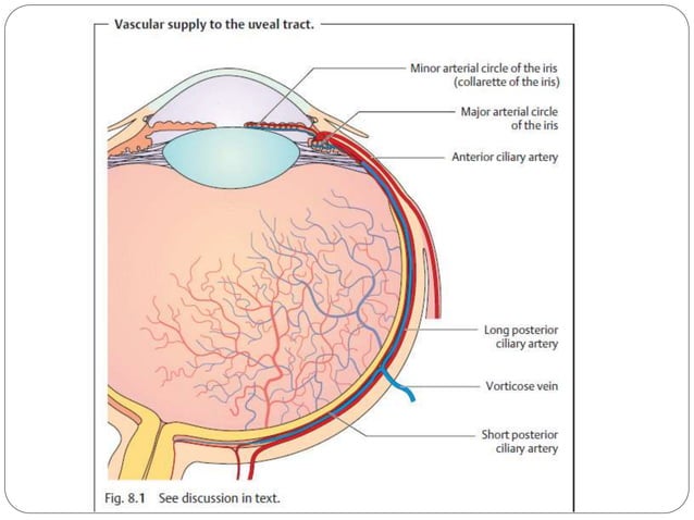 Anatomy of uvea tract(iris, ciliary body and choroid) | PPTX