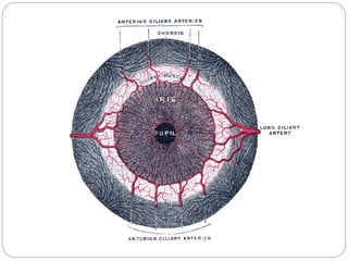 Anatomy of uvea tract(iris, ciliary body and choroid) | PPTX