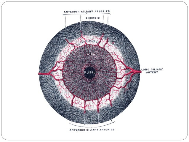 Anatomy of uvea tract(iris, ciliary body and choroid) | PPT