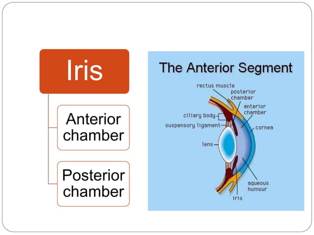 Anatomy of uvea tract(iris, ciliary body and choroid) | PPTX