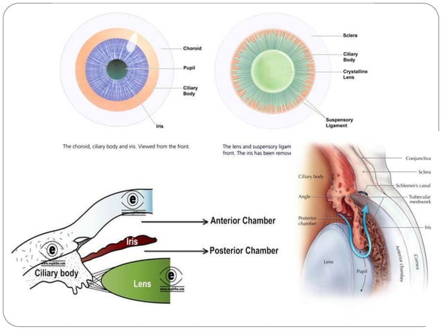 Anatomy of uvea tract(iris, ciliary body and choroid) | PPTX