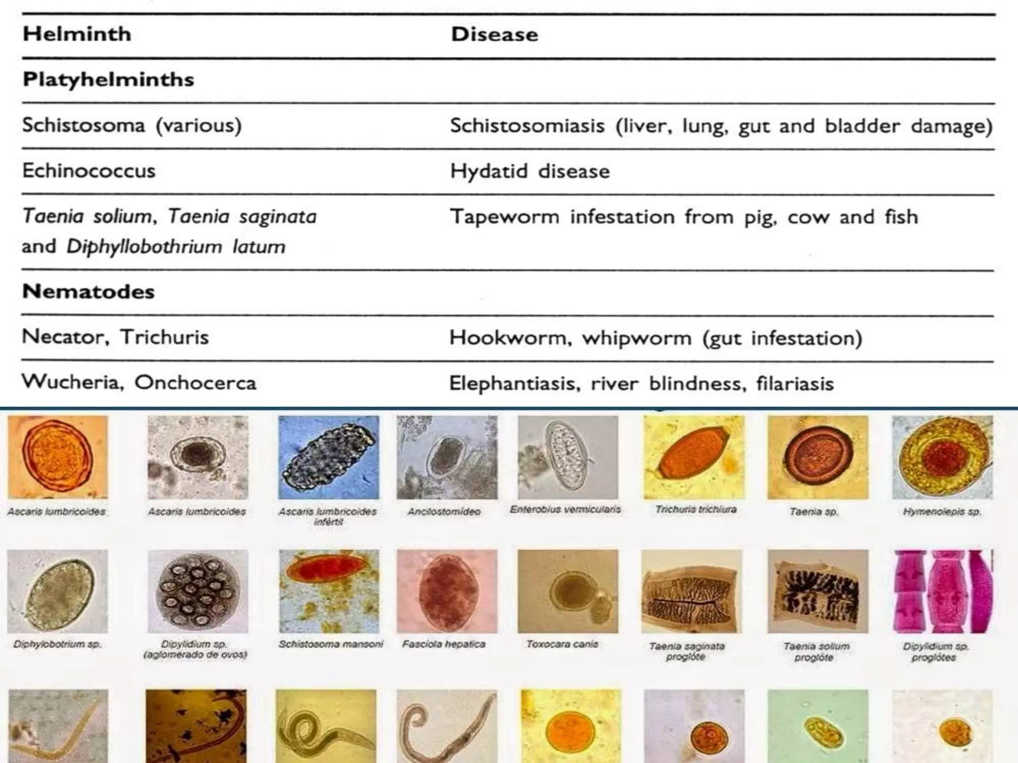 Medical Parasitology Laboratory | PPTX