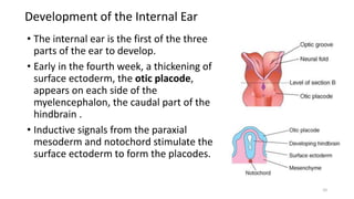 Ear development by Dr Shakil Sadiq | PPTX | Ear, Nose and Throat ...