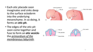 Ear development by Dr Shakil Sadiq | PPTX | Ear, Nose and Throat ...