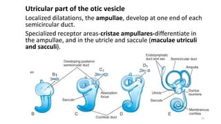 Ear development by Dr Shakil Sadiq | PPTX | Ear, Nose and Throat ...
