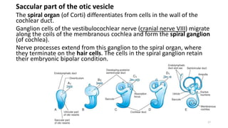 Ear development by Dr Shakil Sadiq | PPTX | Ear, Nose and Throat ...