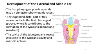 Ear development by Dr Shakil Sadiq | PPTX