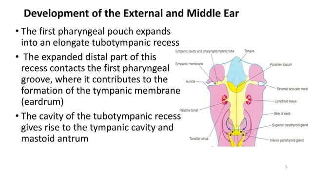 Ear development by Dr Shakil Sadiq | PPTX | Ear, Nose and Throat ...