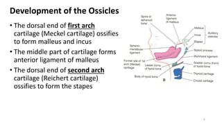 Ear development by Dr Shakil Sadiq | PPTX | Ear, Nose and Throat ...
