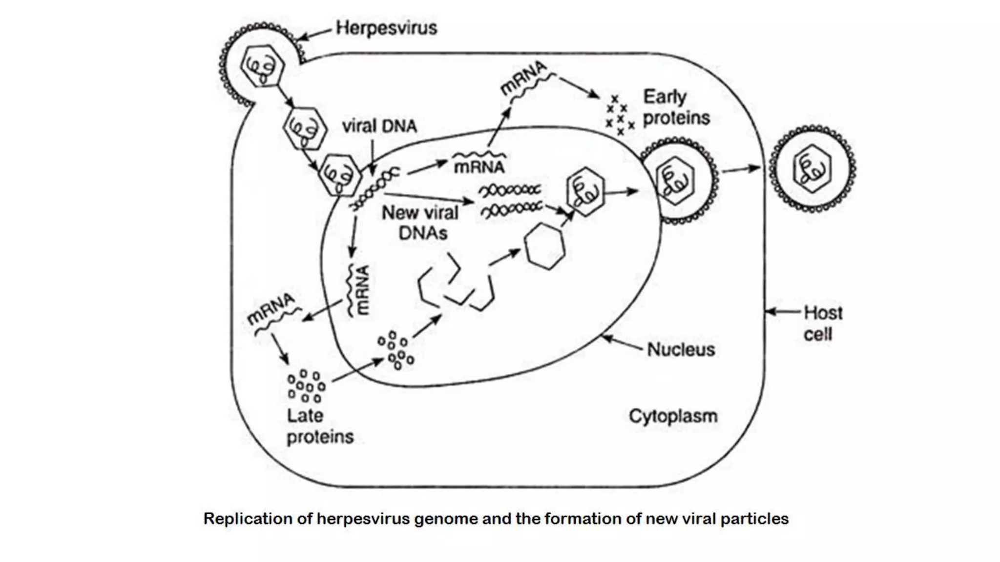 4. life cycle and replication of viruses | PPTX