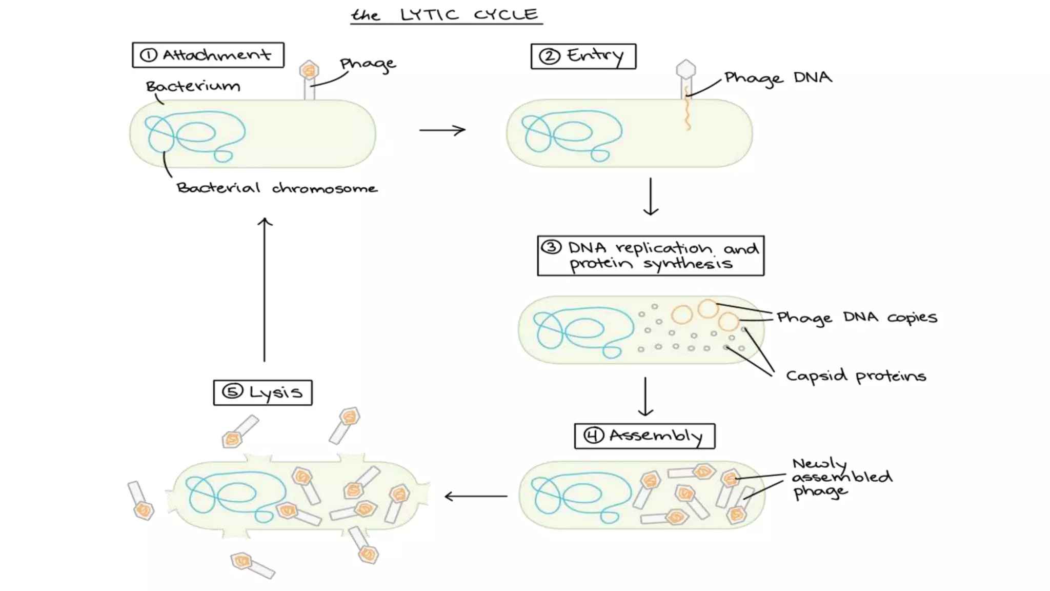 4. life cycle and replication of viruses | PPTX