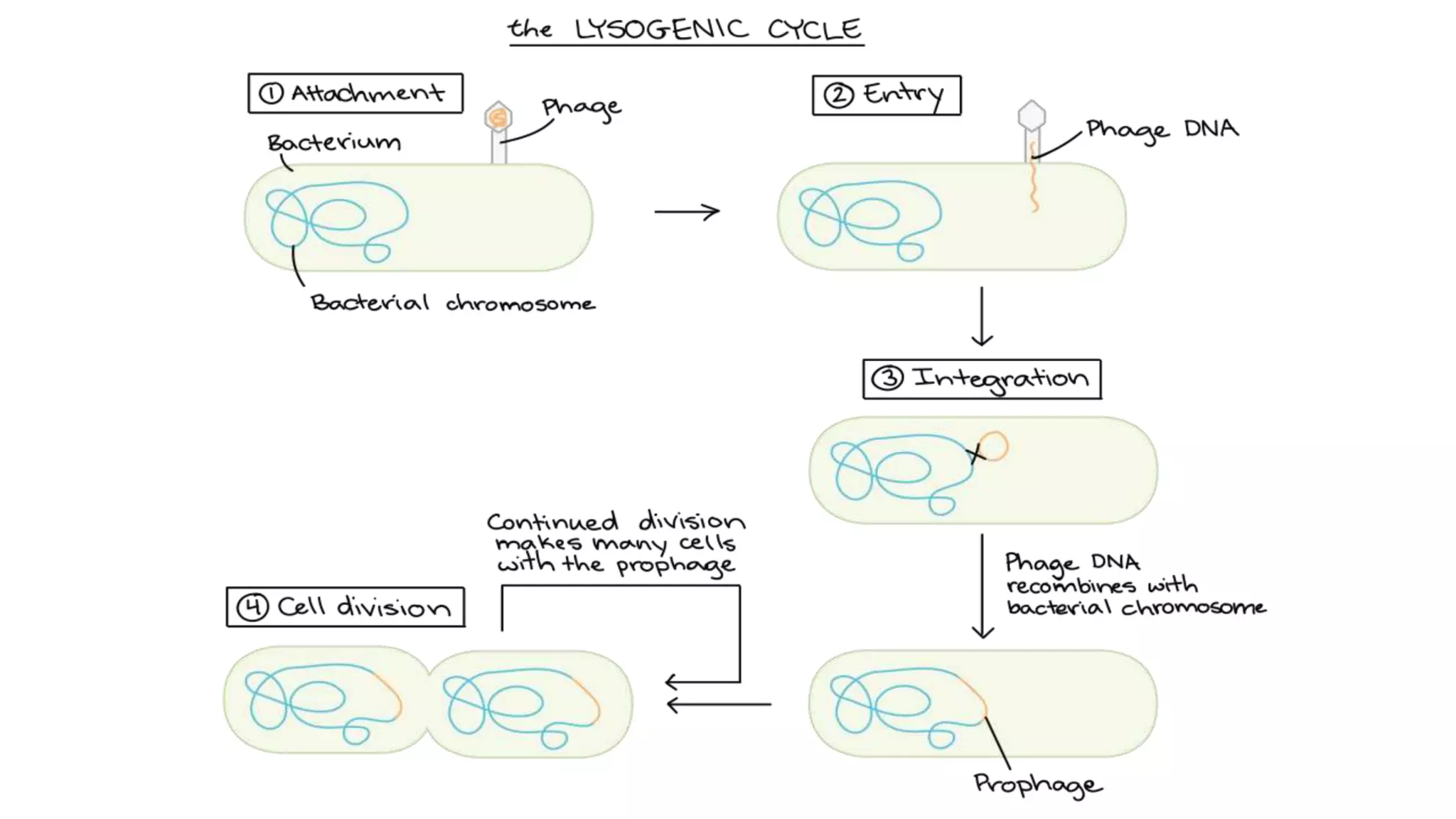 4. life cycle and replication of viruses | PPTX