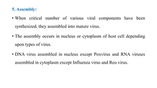 4. life cycle and replication of viruses | PPTX
