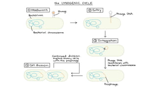 Life Cycle Of Rubella Virus