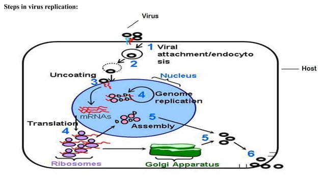 4. life cycle and replication of viruses | PPTX