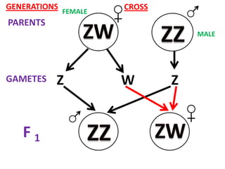 Sex Determination in Birds | PDF