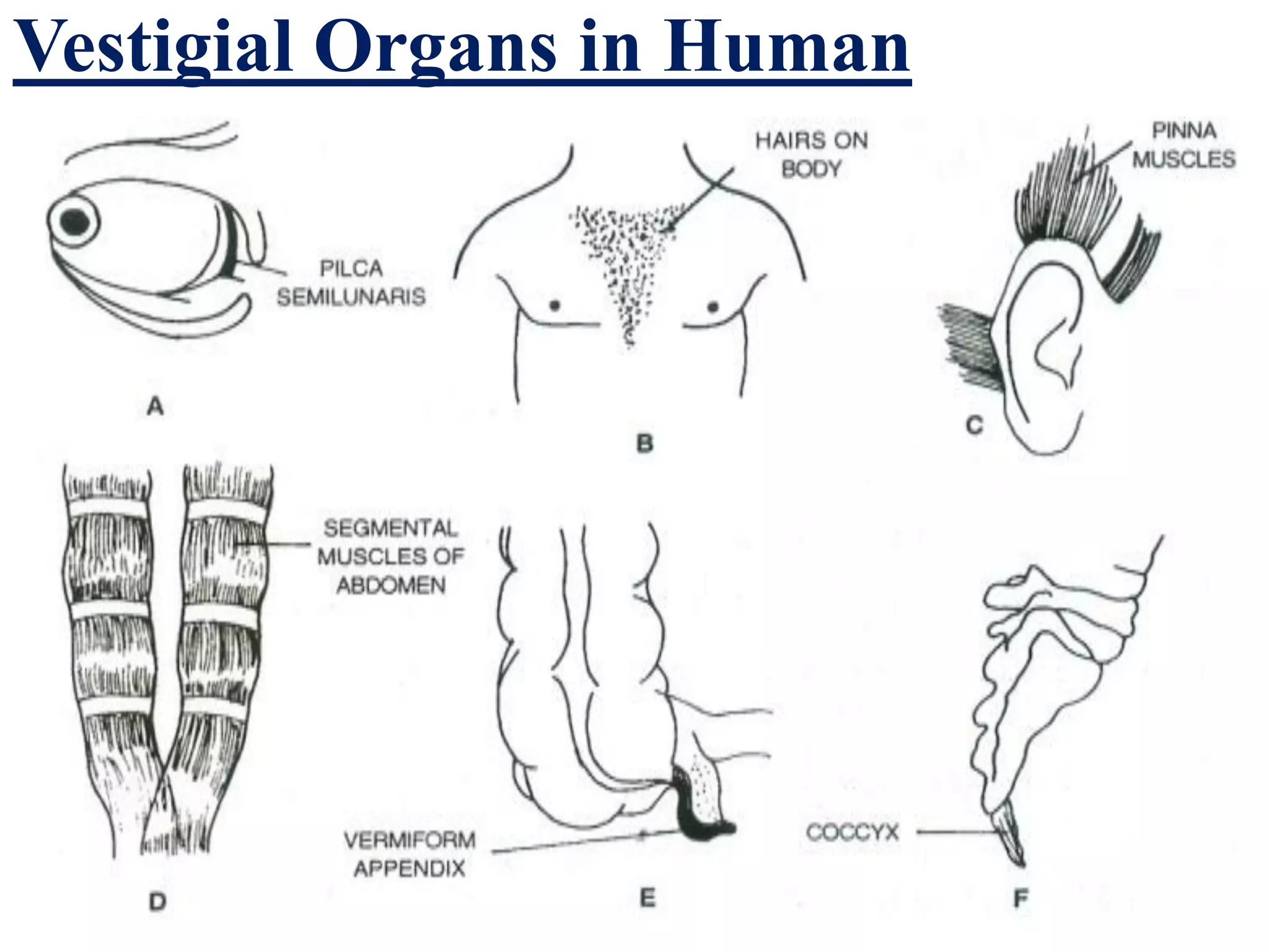 Evidences of Organic Evolution | PDF