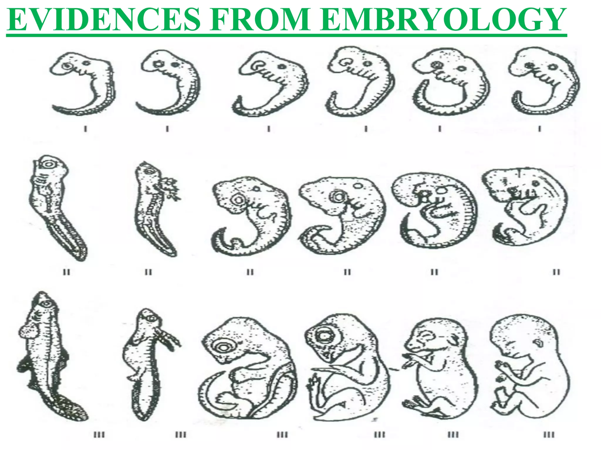 Evidences of Organic Evolution | PDF