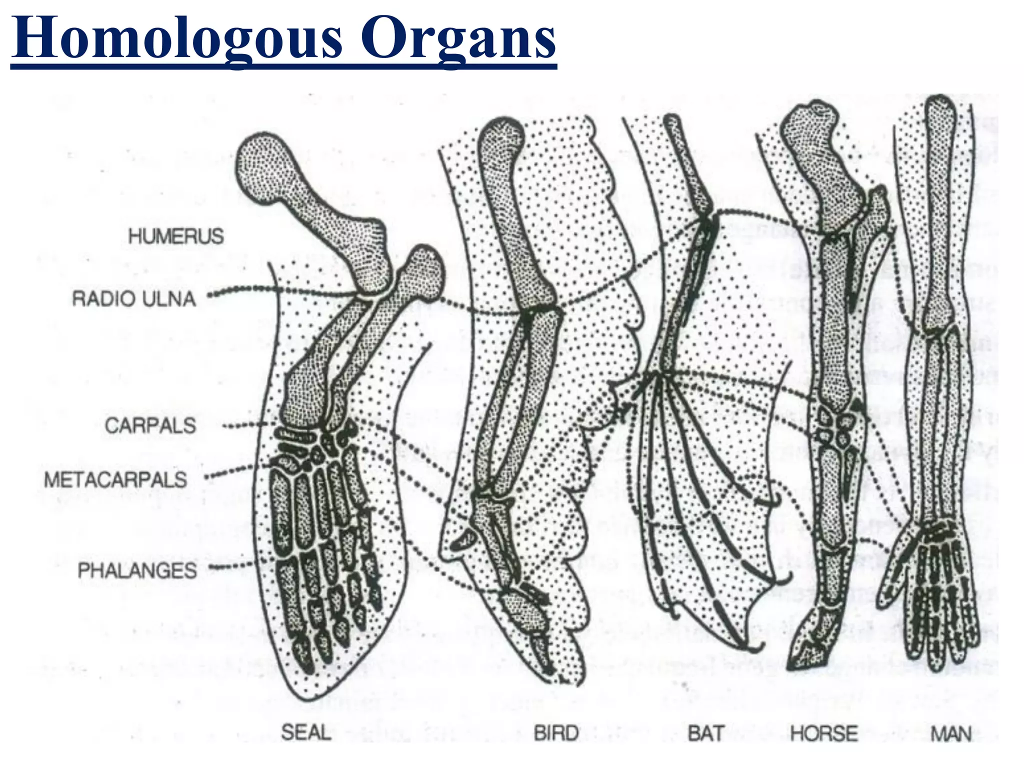 Evidences of Organic Evolution | PDF