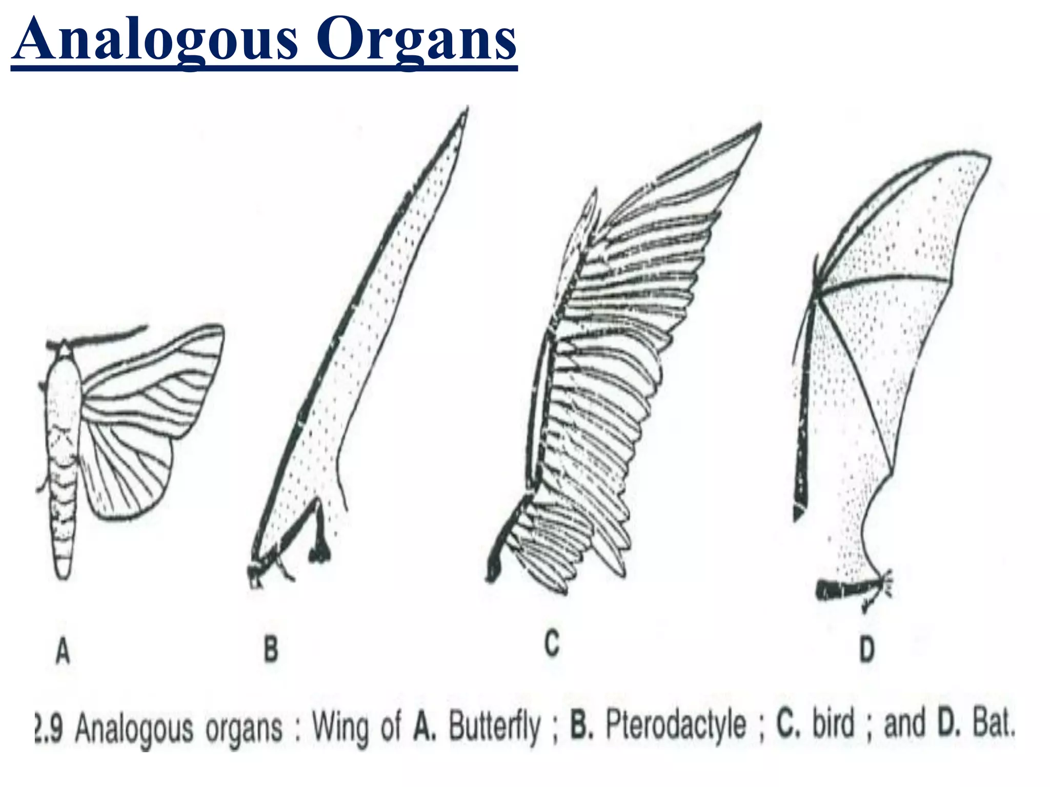 Evidences of Organic Evolution | PDF