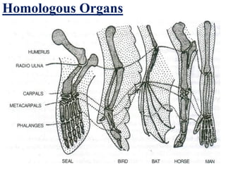Evidences of Organic Evolution | PDF