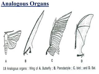 Evidences of Organic Evolution | PDF