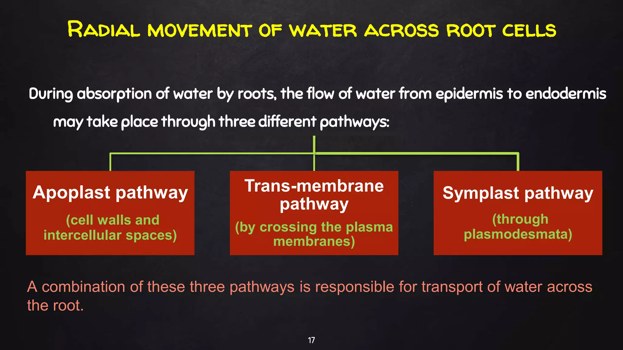 Absorption of water | PPTX