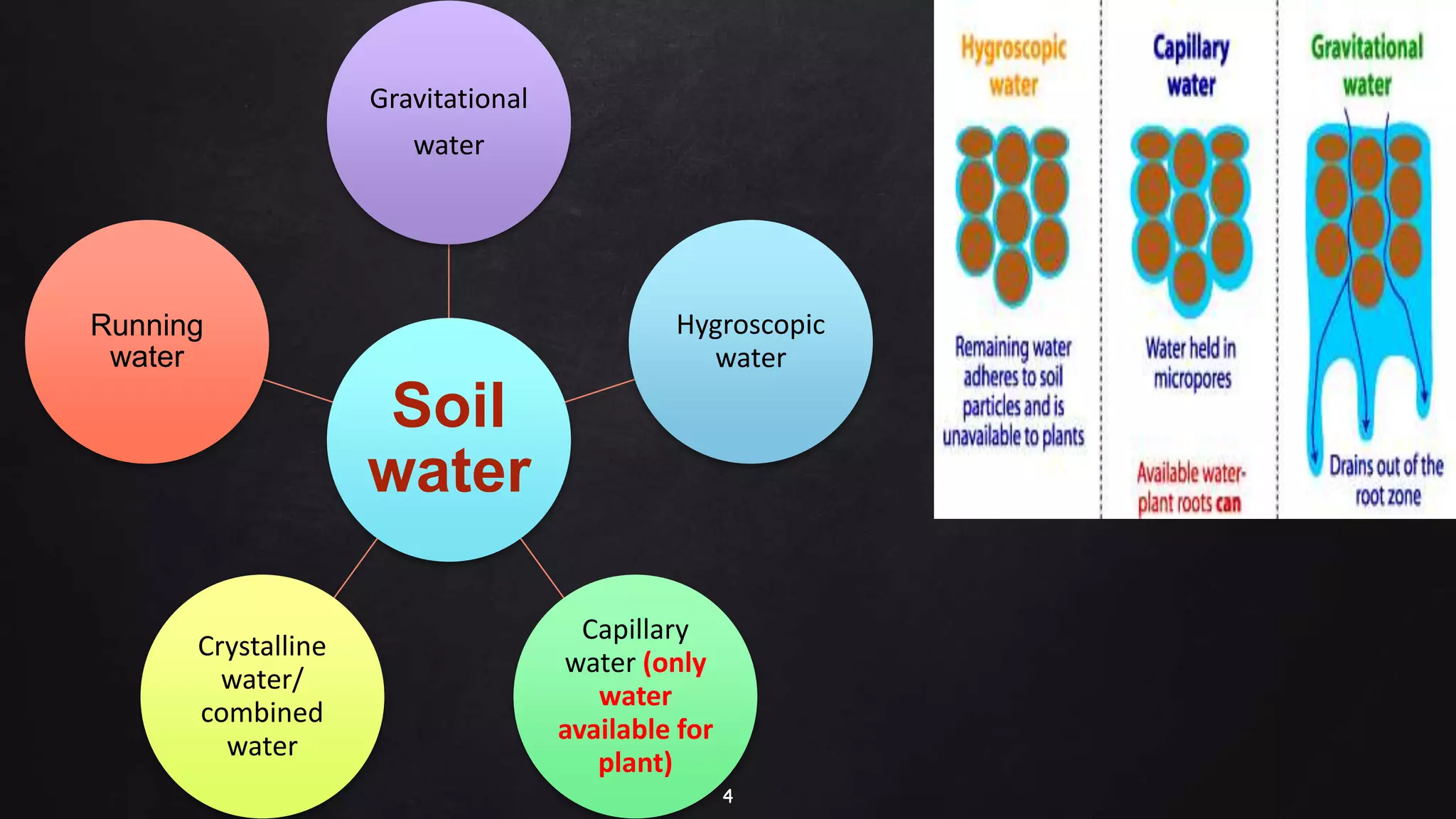 Absorption of water | PPTX