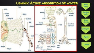 Absorption of water | PPTX