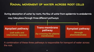 Absorption of water | PPTX