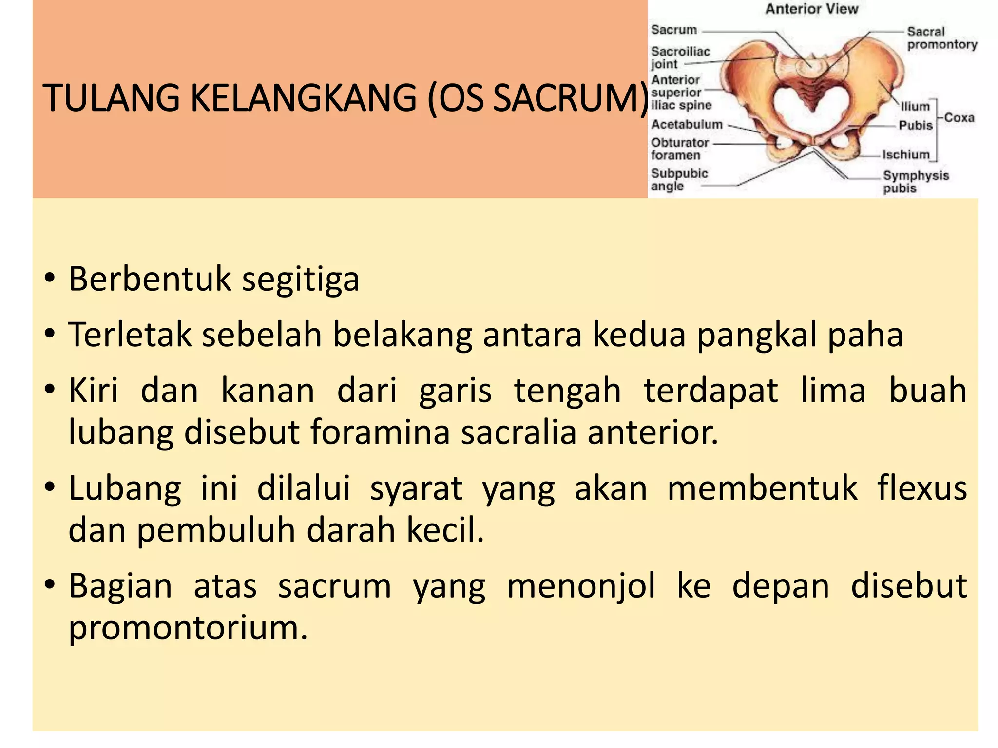 Anatomi dan Fisiologi Sistem Reproduksi | PDF
