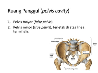 Anatomi dan Fisiologi Sistem Reproduksi | PDF