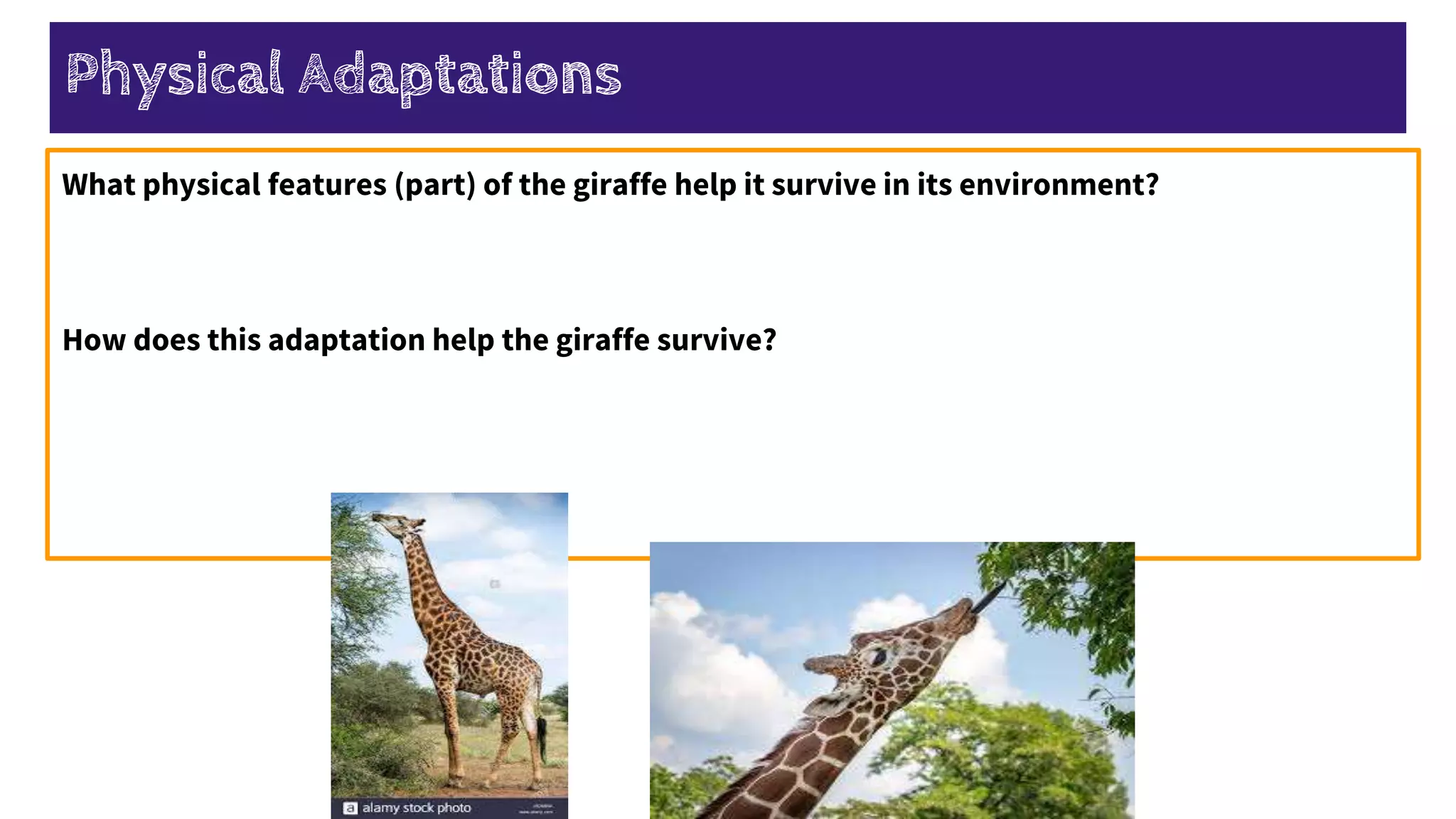 Animal Adaptations | PPTX