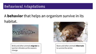 Animal Adaptations | PPTX | Birds | Pets