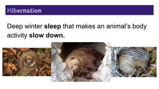 Animal Adaptations | PPTX | Birds | Pets