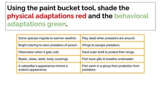 Animal Adaptations | PPTX | Birds | Pets