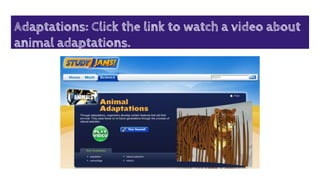 Animal Adaptations | PPTX | Birds | Pets